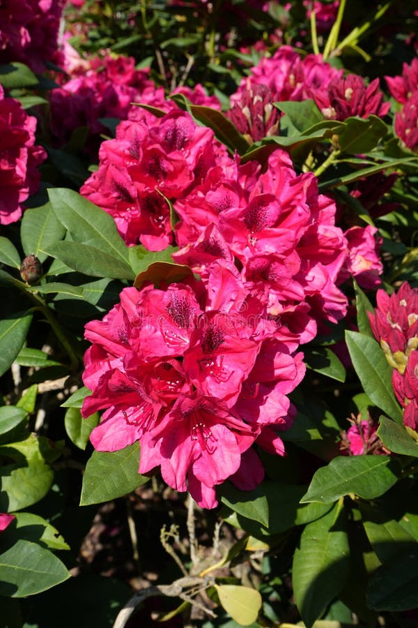 Stunning Pink Rhododendron in the Kent Sunshine. Stock Image - Image of ...