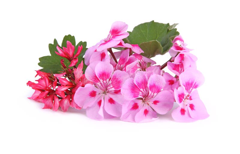 Pink Zonal Geranium Flowers on a White Background Close Up Stock Image ...