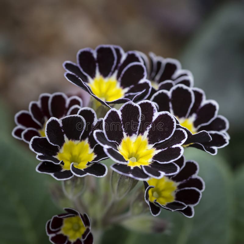 Stunning Polyanthus Silver Lace Primula Flower in Full Bloom Stock ...