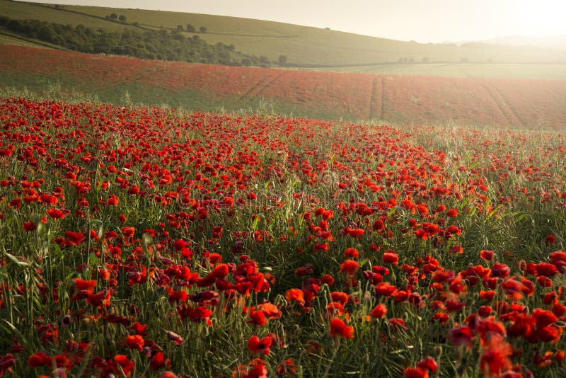 Stunning Poppy Field Landscape Under Summer Sunset Sky Stock Image ...