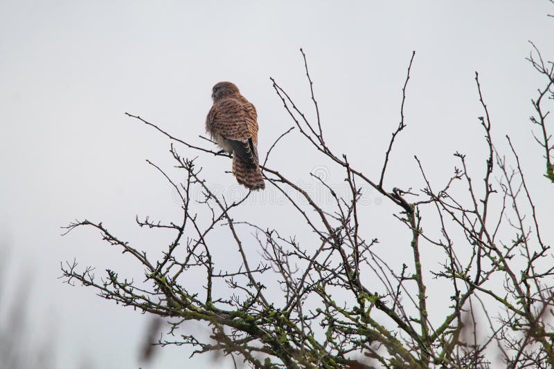 A Stunning Portrait of a Kestrel Perched on a Tree Stock Image - Image ...