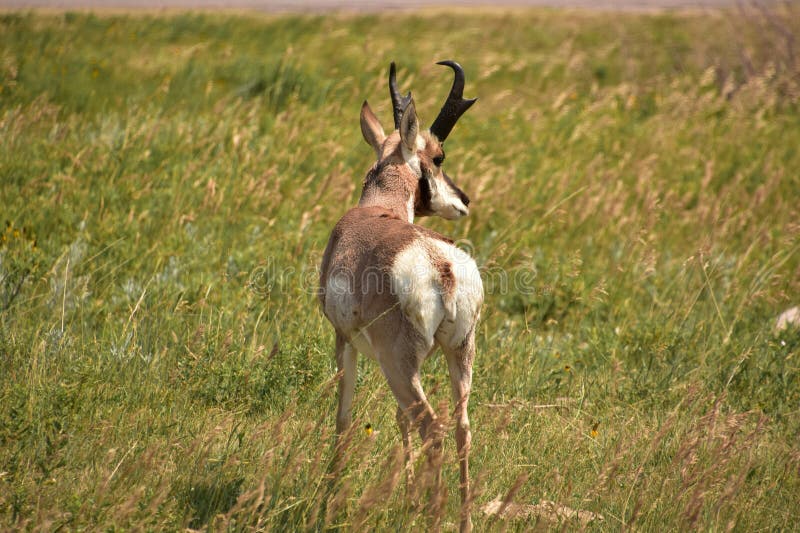 Stunning Pronghorn Antelope Looking Over His Shoulder Stock Photo ...