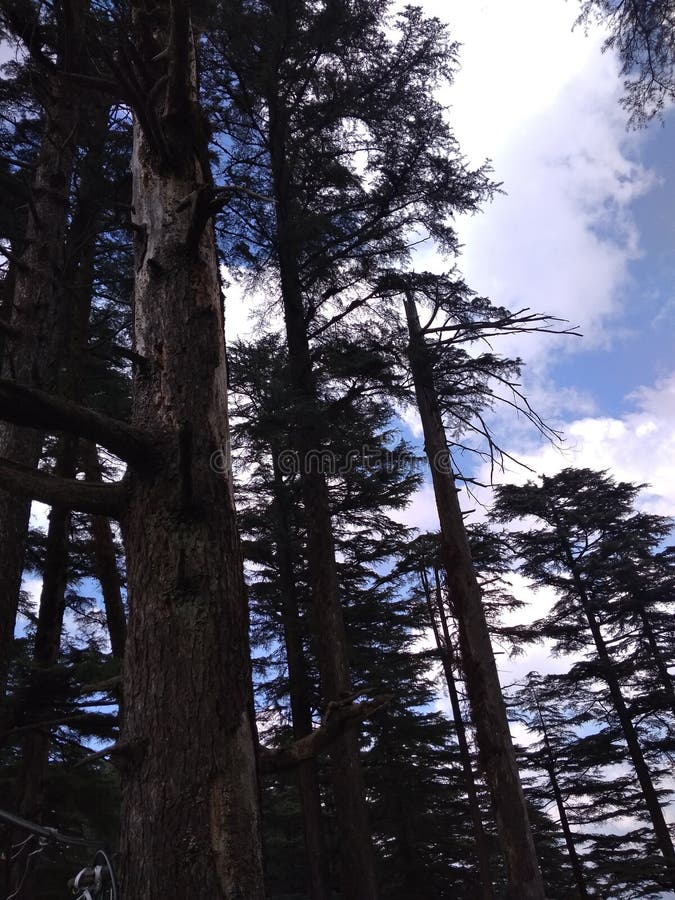 A Stunning Rare View of Devdar Conifer Trees with White Clouds in the ...