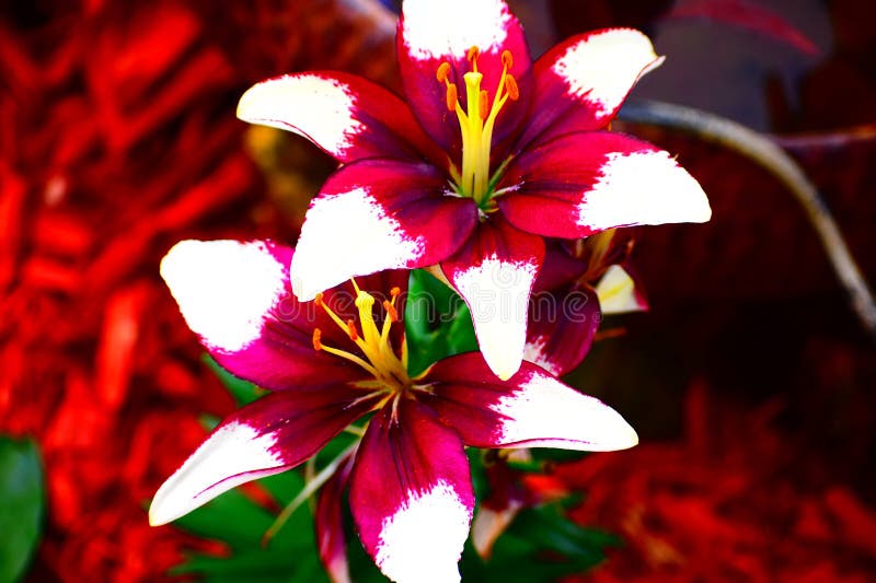 Ruby Bliss Red stock photo. Image of flowers, garden - 117679346