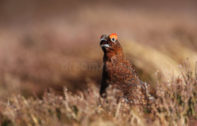 A Stunning Red Grouse Lagopus Lagopus Calling in the Heather. Stock ...