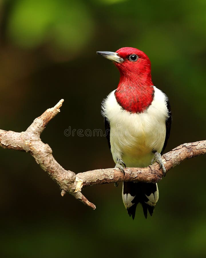 Stunning Red-headed Woodpecker Stock Photo - Image of beautiful ...