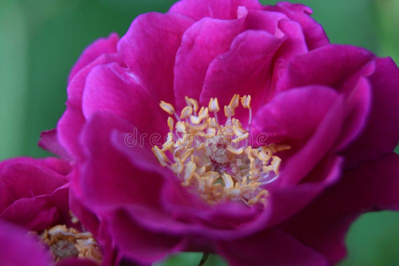 Stunning Red Rose Blossom Blooming in the Spring Stock Image - Image of ...