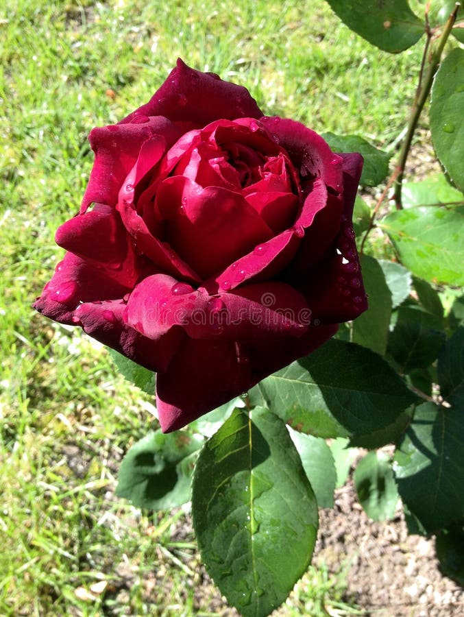 A Stunning Red Rose that Has Just Bloomed Stock Photo - Image of beauty ...