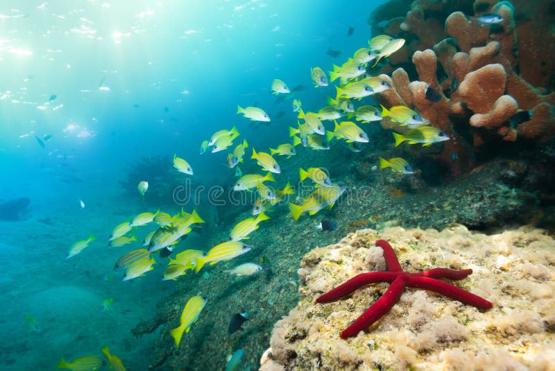 Stunning Red Starfish and Snappers Stock Image - Image of fish, star ...