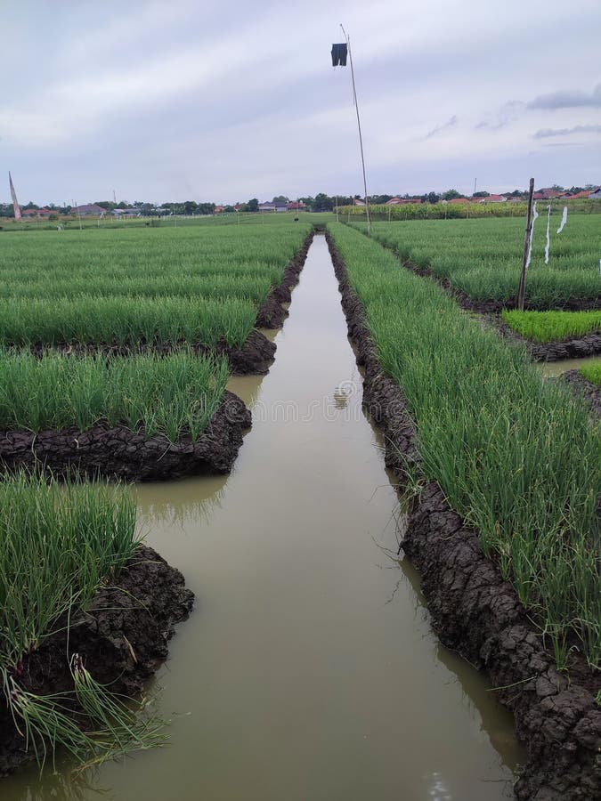 Stunning Red Underworld Cultivation Stock Photos - Free & Royalty-Free ...