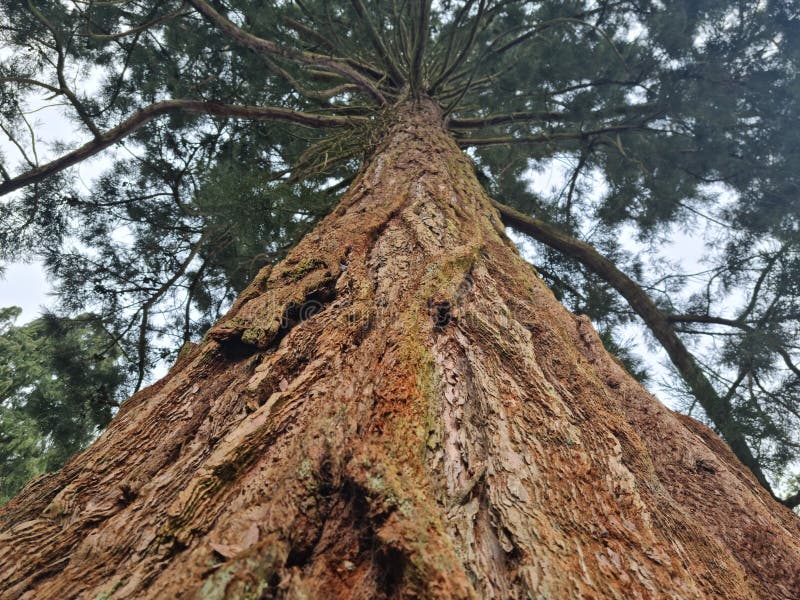 Stunning red wood tree stock image. Image of deciduous - 219672221