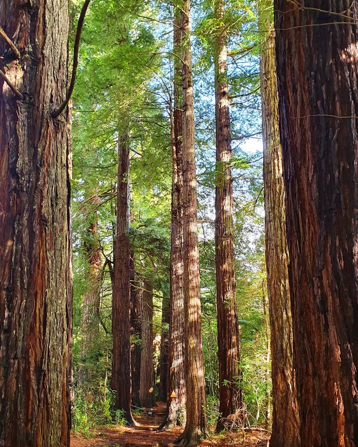 Stunning redwood forest stock image. Image of wood, stunning - 258910001