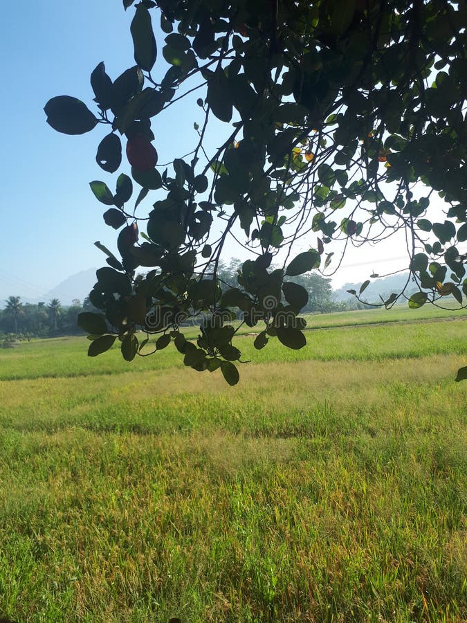Stunning Rice Fields at Sembalun Village Lombok Island Stock Image ...