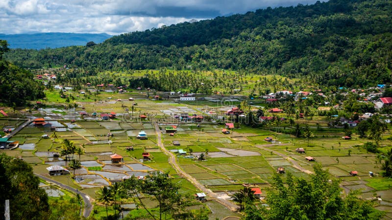 Stunning Rice Fields at the Foot of the Mountain Stock Image - Image of ...