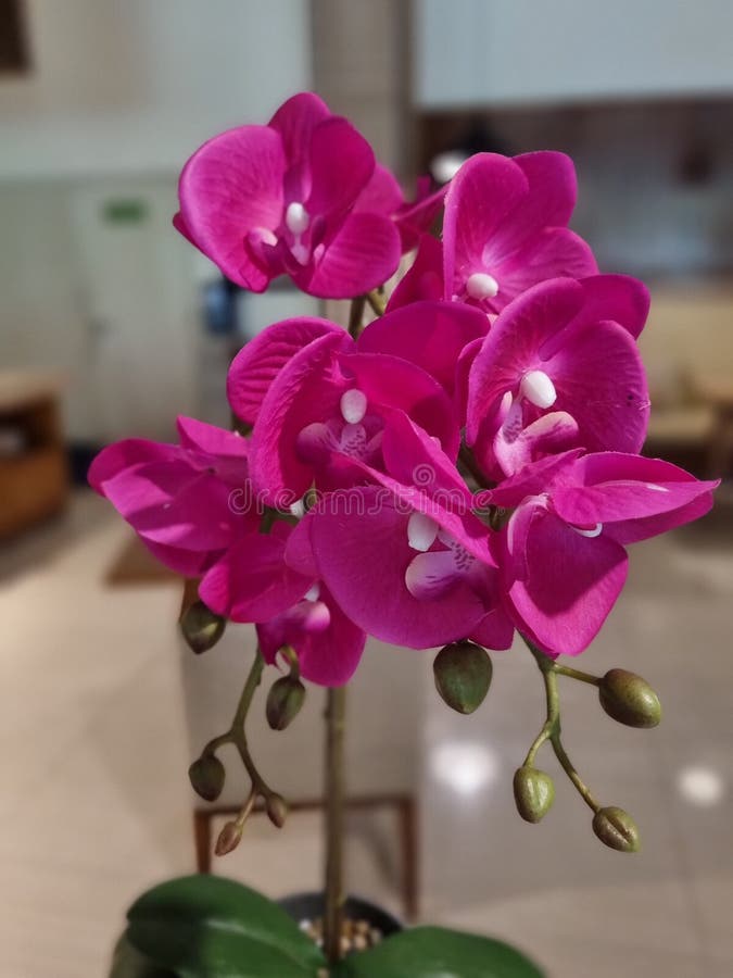 Stunning rose orchid stock photo. Image of lavender - 264750404