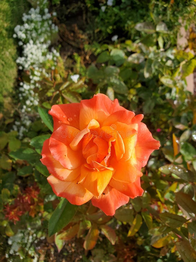 Stunning Rose petals stock image. Image of petals, stunning - 157451137