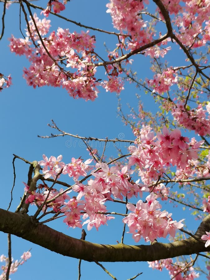 Stunning Sakura Tree Standing in the Bright Sunlight of a Sunny Day ...