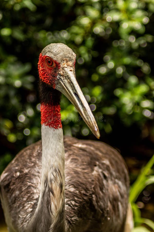 Crane in Front of Construction Site Stock Photo - Image of high, build ...