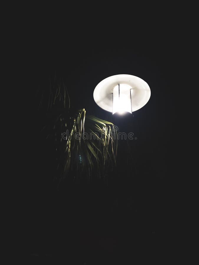 Stunning Shot of a Lamp Post in the Dark beside a Tree Stock Photo ...