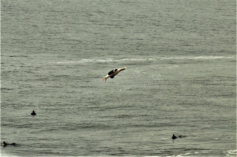 Stunning Shot of a Seagull Angrily Attacking the Swimming Birds in the ...