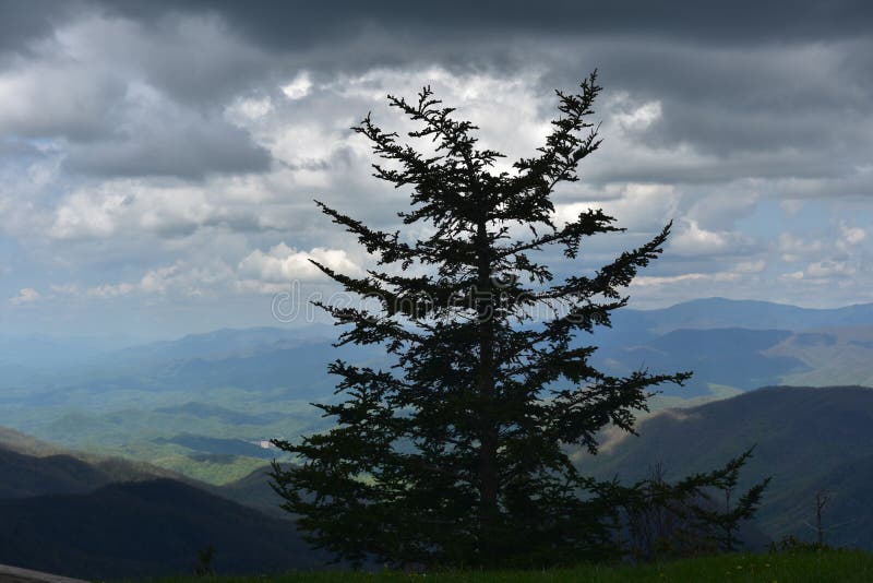 Stunning Silhouetted Evergreen Tree in the Blue Ridge Mountains Stock ...