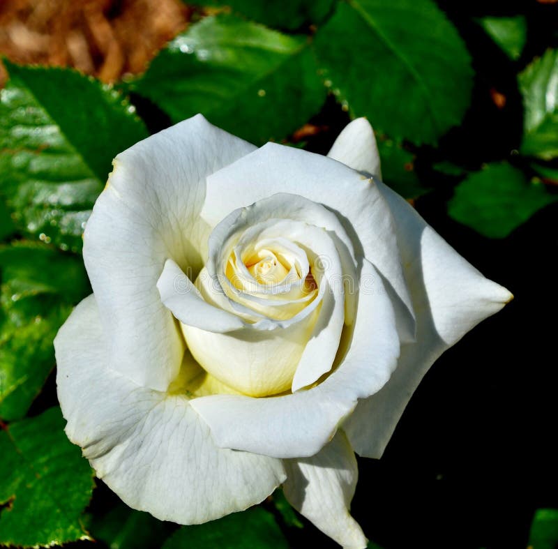 Stunning Single White Hybrid Tea Rose with Delicate Petals Stock Photo ...