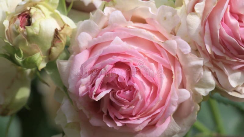 Stunning Soft Pink Roses -buds Blossoming in Garden. Macro. Stock Video ...