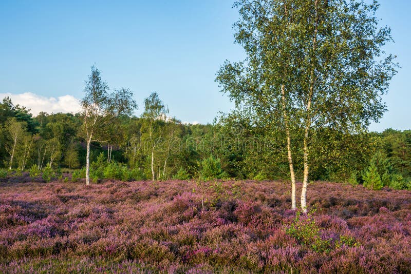 Stunning Summer Sunset Landscape Image of Fields of Heather in Full ...