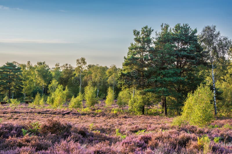Stunning Summer Sunset Landscape Image of Fields of Heather in Full ...