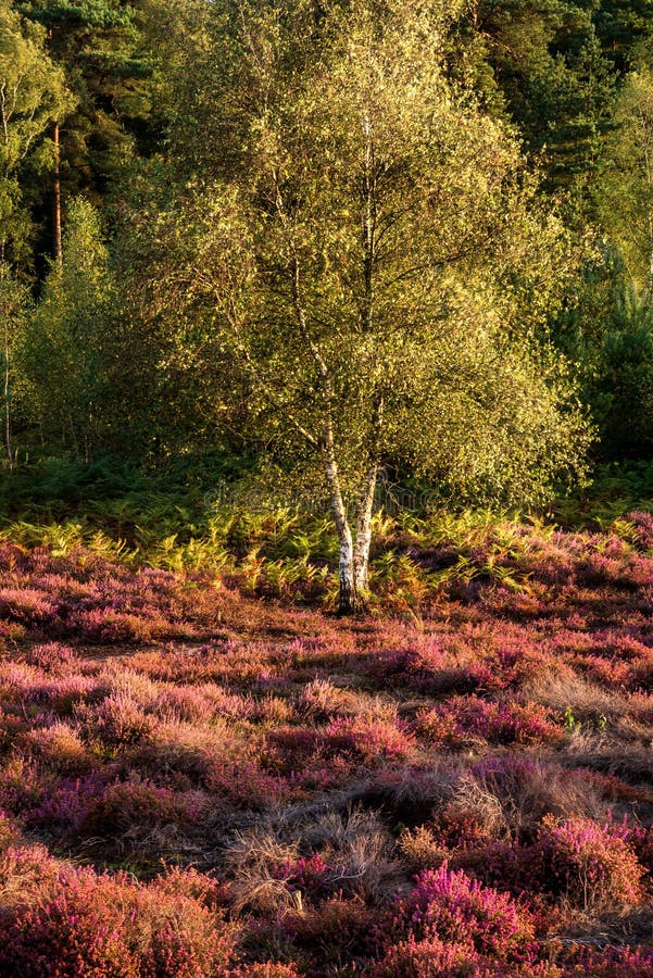 Stunning Summer Sunset Landscape Image of Fields of Heather in Full ...