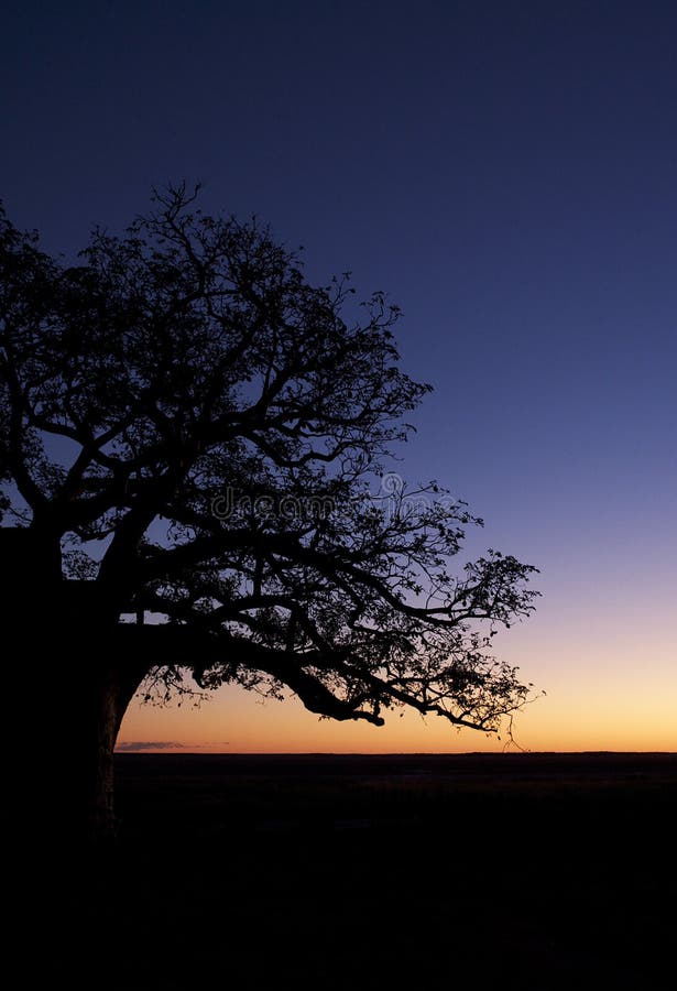 Australian Boab Tree Photos - Free & Royalty-Free Stock Photos from ...