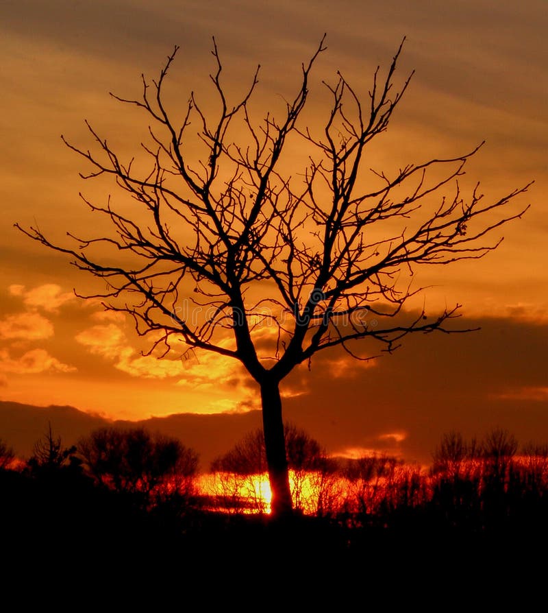 Stunning Sunset with Alone Tree Stock Image - Image of black, amazing ...