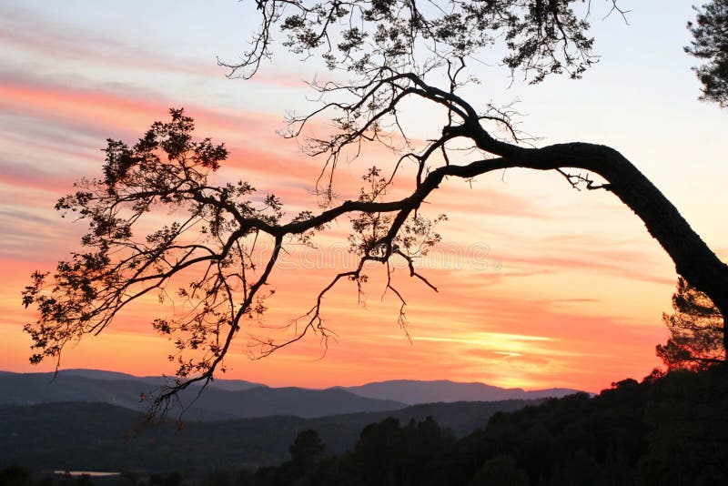 "Stunning Sunset with Tree Branch Silhouette at Evening Time Stock ...