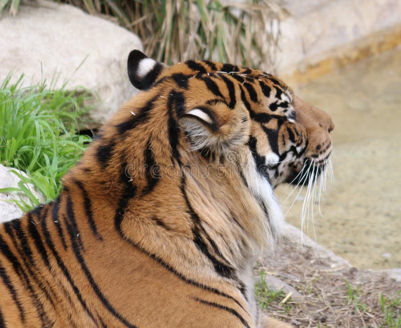 Stunning tiger stock image. Image of stripe, furry, tiger - 258936593