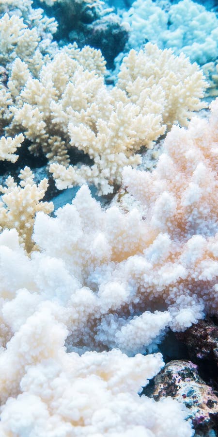 Stunning Underwater View of Bleached Coral Reef with Vibrant Colors and ...