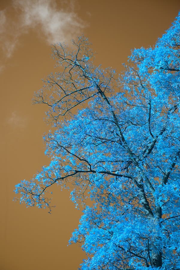 Stunning Unusual False Color Tree and Sky Landscape Stock Photo - Image ...