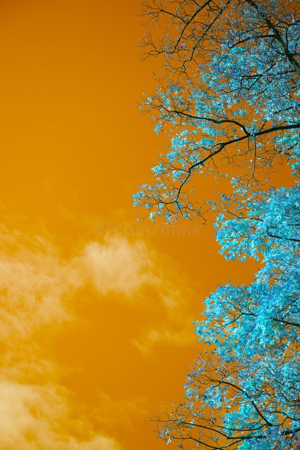 Stunning Unusual False Color Tree And Sky Landscape Stock Image - Image ...