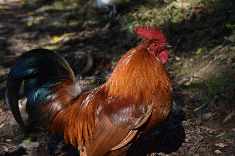 Stunning Up Close Look at a Free Range Rooster Stock Photo - Image of ...