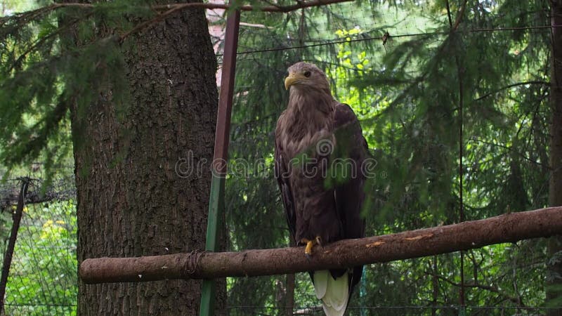 Majestic White-tailed Eagle Perched in a Dense Forest Setting Stock ...