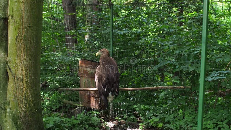 Majestic White-tailed Eagle Perched in a Dense Forest Setting Stock ...