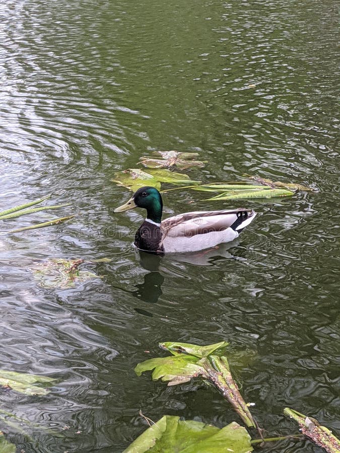 Stunning View of Ducks on the Water Stock Photo - Image of stunning ...