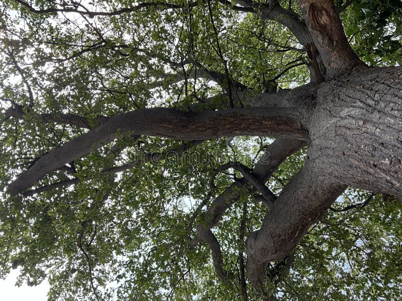 Giant Tree Canopy Formed by Branches Captured from Below Stock Photo ...