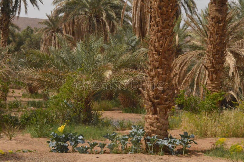 Stunning view stock image. Image of plantation, produce - 374556765