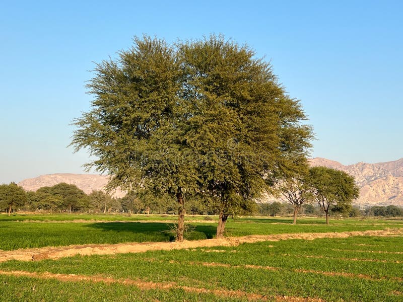 Stunning View of a Mianwali Thathi Kacha Landscape Stock Photo - Image ...