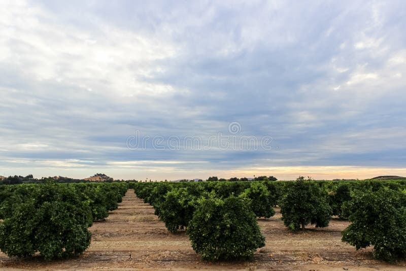 Stunning View of an Orchard with Young Cultivated Trees Planted in Rows ...