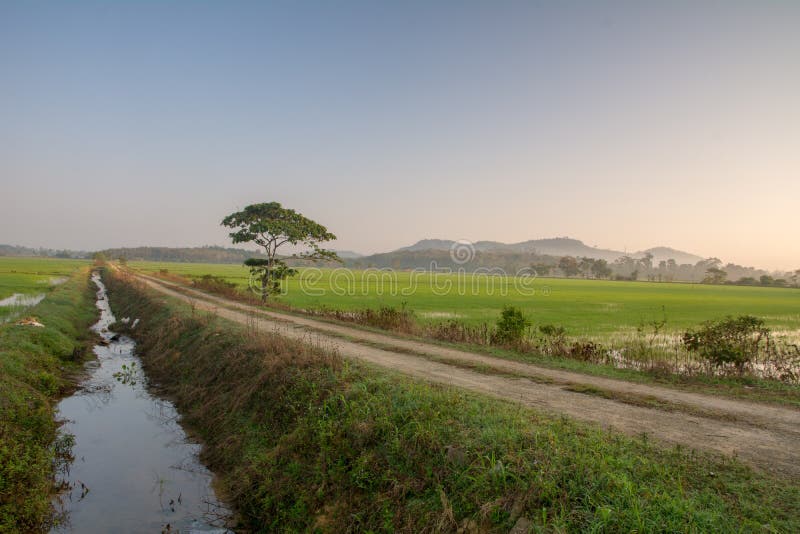 Paddy stock image. Image of river, environment, color - 111989515