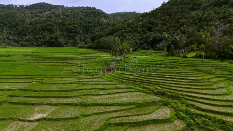 Scenic Rice Terraces in the Philippines Tropical Countryside Stock ...