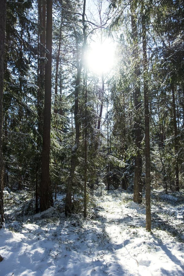 Stunning View of a Snowy Forest in Early Spring Stock Image - Image of ...