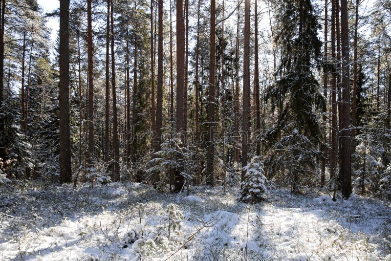 Stunning View of a Snowy Forest in Early Spring Stock Image - Image of ...