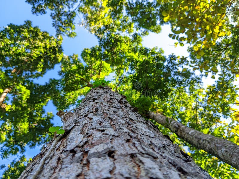 A Stunning View of Textured Tree Bark Along with Vibrant Green Leaves ...